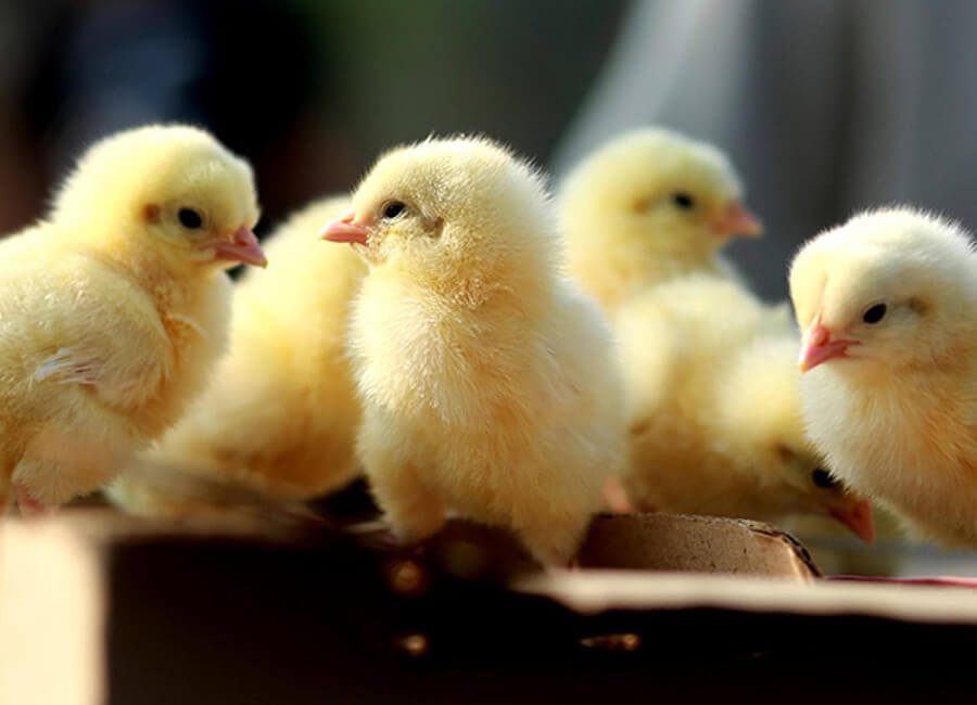 Eco Broiler Cei mai buni pui de carne din Romania